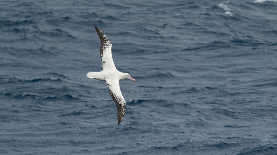 Flock to Marion Island 2025: A Birdwatcher's Dream Cruise!
