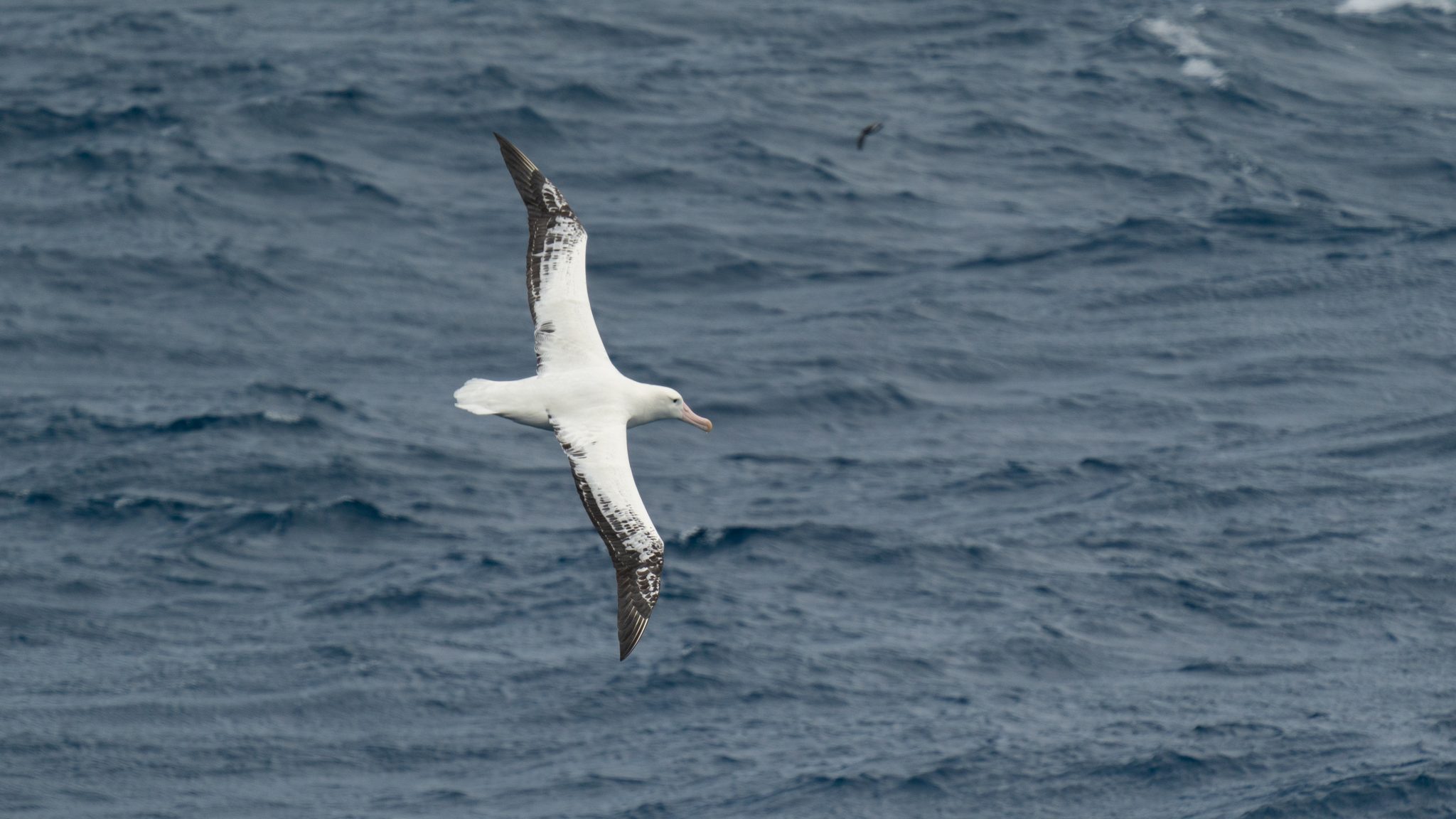Marion Island Adventure with BirdLife | Book Now